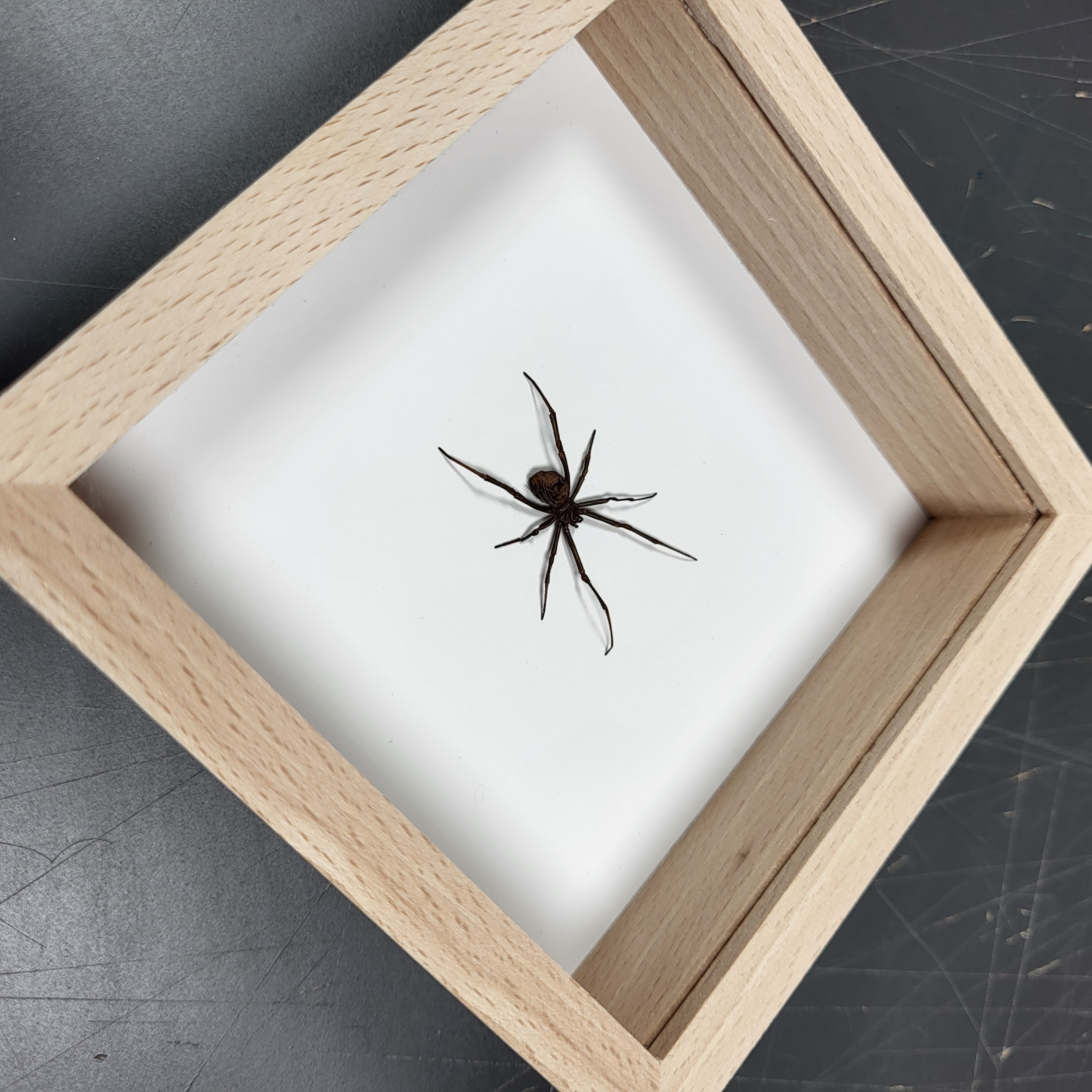 Real Mounted Widow Spider Latrodectus Obscurior Hard to Get - Etsy