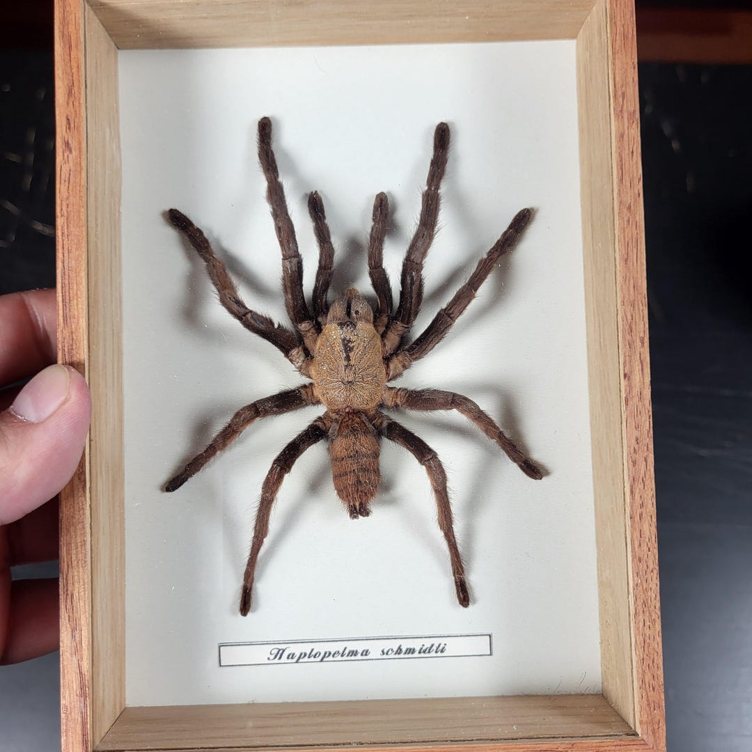 Real Mounted Tarantula -chilobrachys Fimbriatus Female - TAXIDERMY - Etsy