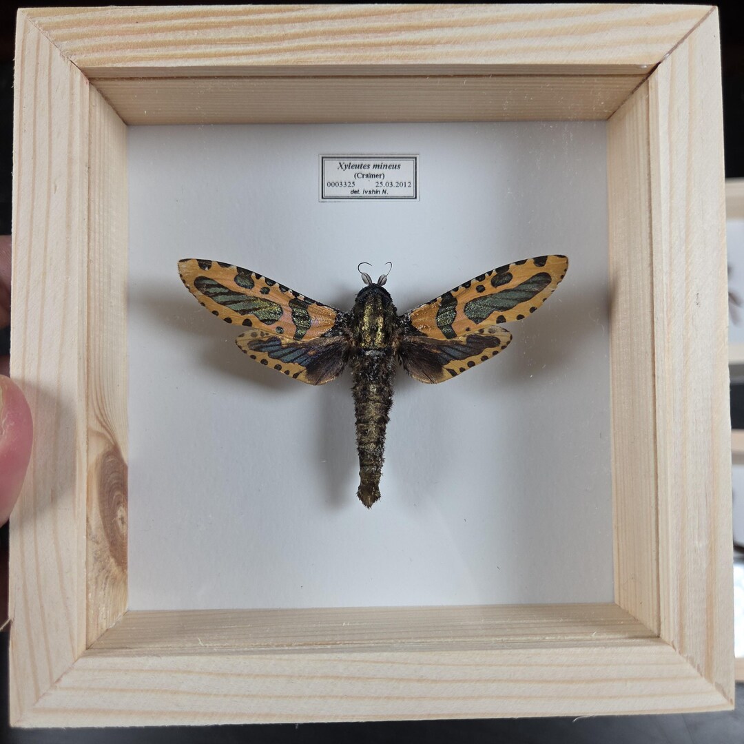 Real Mounted Moth - Xyleutes Mineus - Male Taxidermy RARITY - Etsy