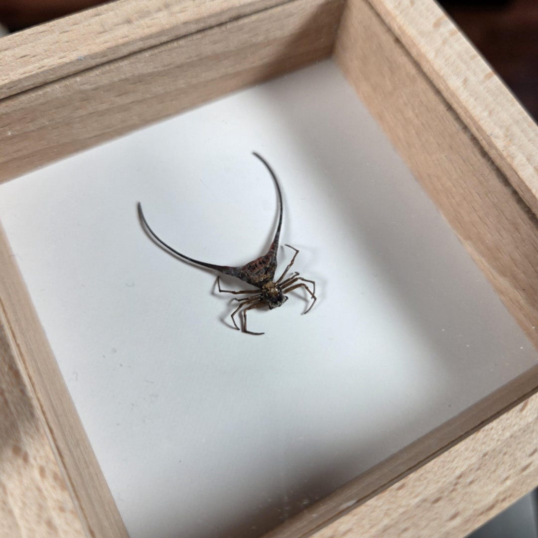 Real Mounted Spider - Macracantha Arcuata Female Taxidermy A1 - Etsy