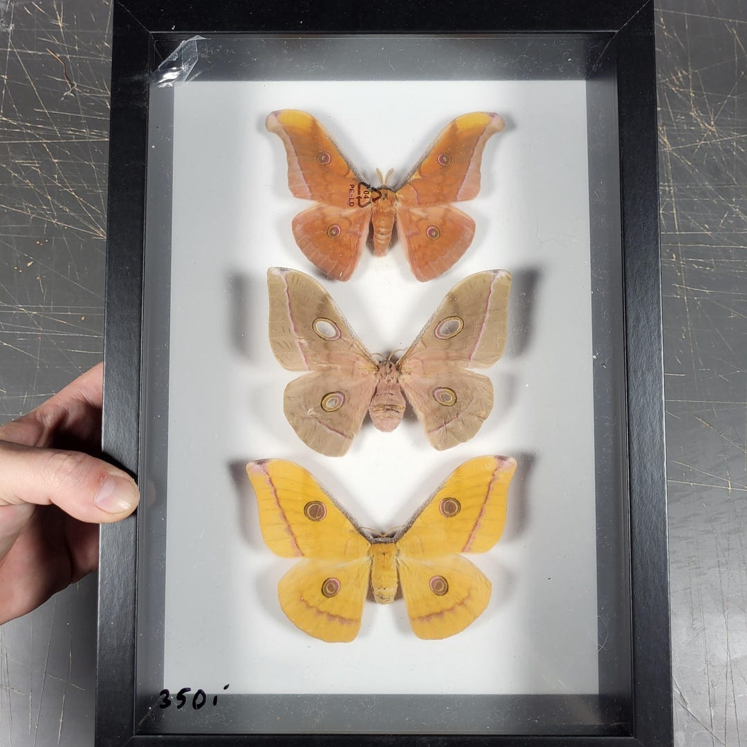 Real Mounted Luna Moths - Antheraea Jana 3x (male and 2 Females ...