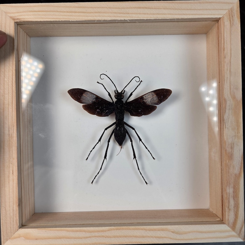 Real Mounted Tarantula Hawk - Hemipepsis Speculifer Taxidermy, A1 - Etsy
