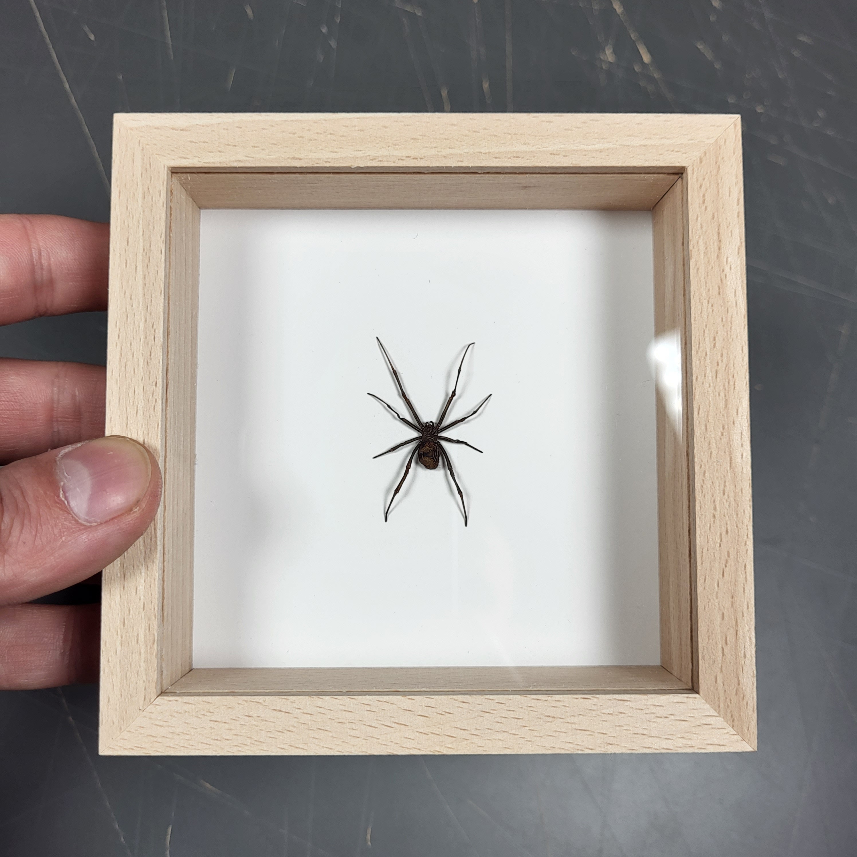 Real Mounted Widow Spider Latrodectus Obscurior Hard to Get - Etsy