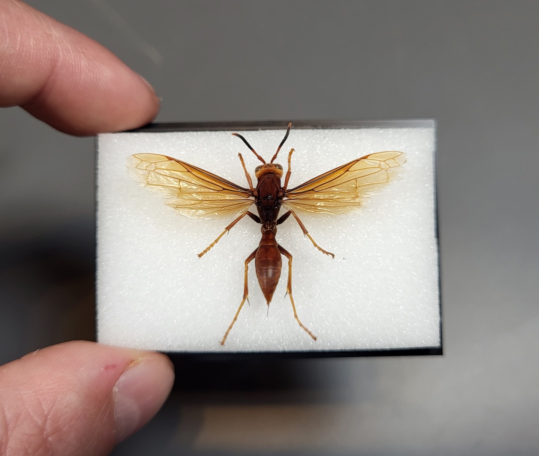 Real Framed Wasp Polistes Sp. From Peru - Etsy