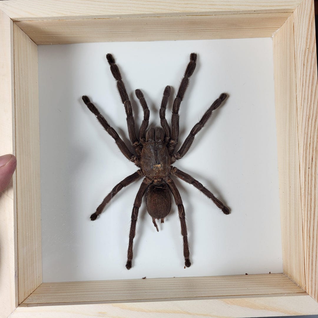 Real Mounted Tarantula - Cyriopagopus Minax Female - TAXIDERMY - Etsy