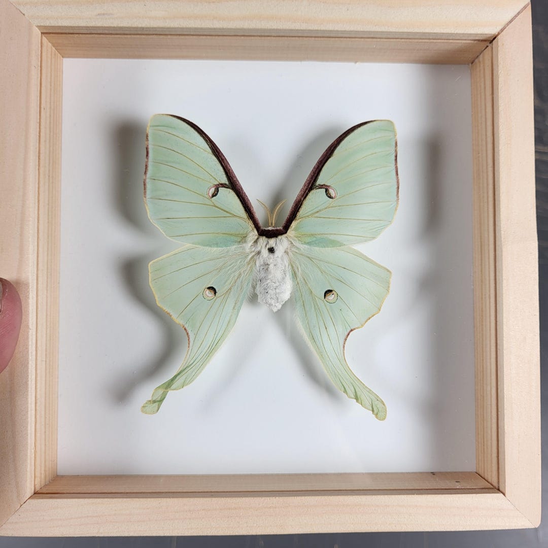 Real Mounted Luna Moth Actias Luna Female - Etsy