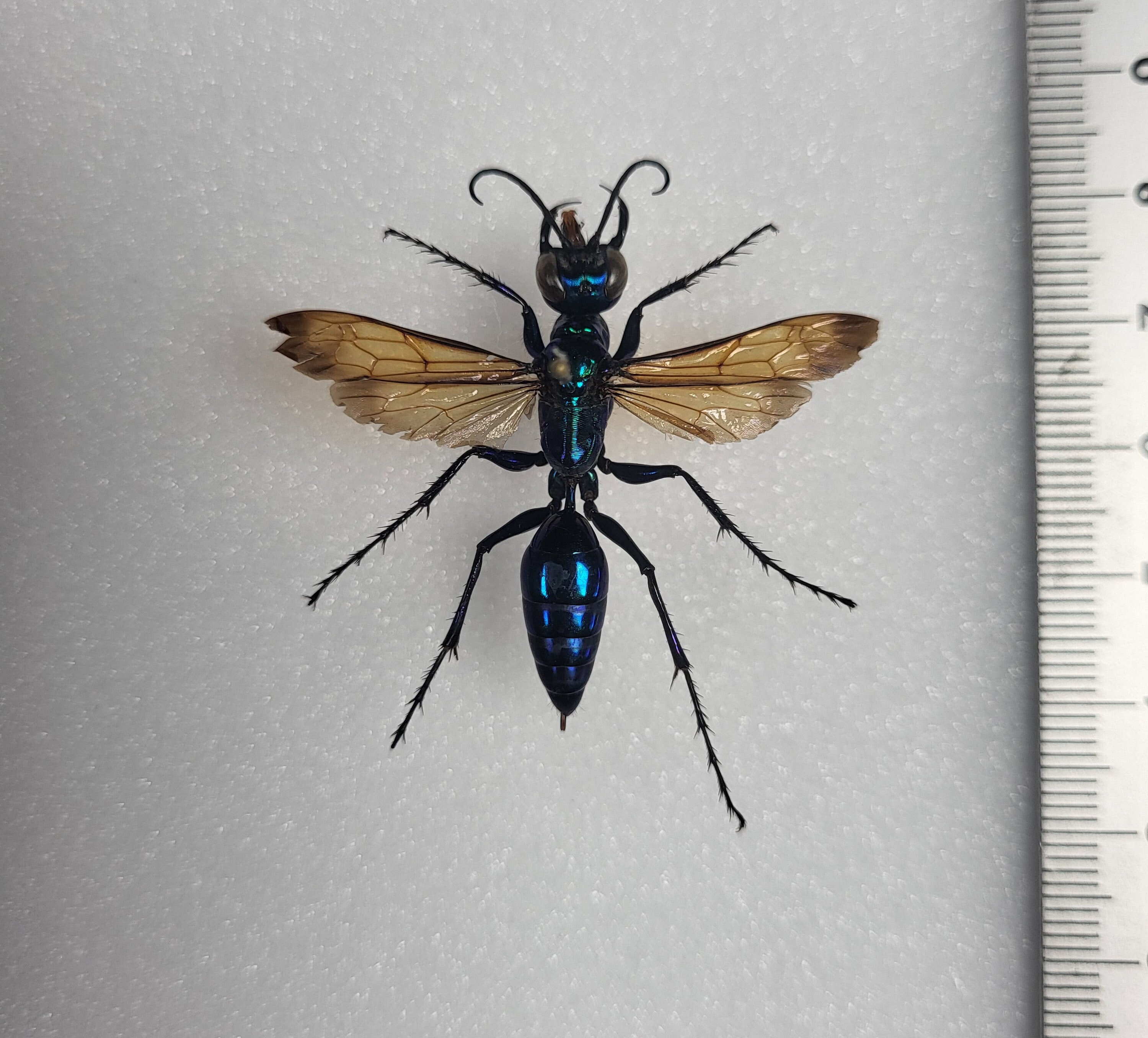 Megalara Garuda Sting