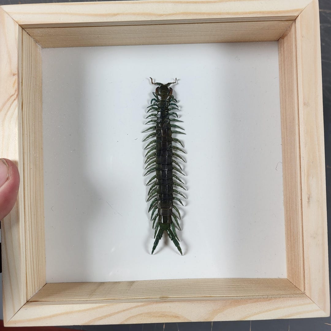 Real Mounted Centipede Mint Legs Extremaly Rare, Taxidermy A1 - Etsy