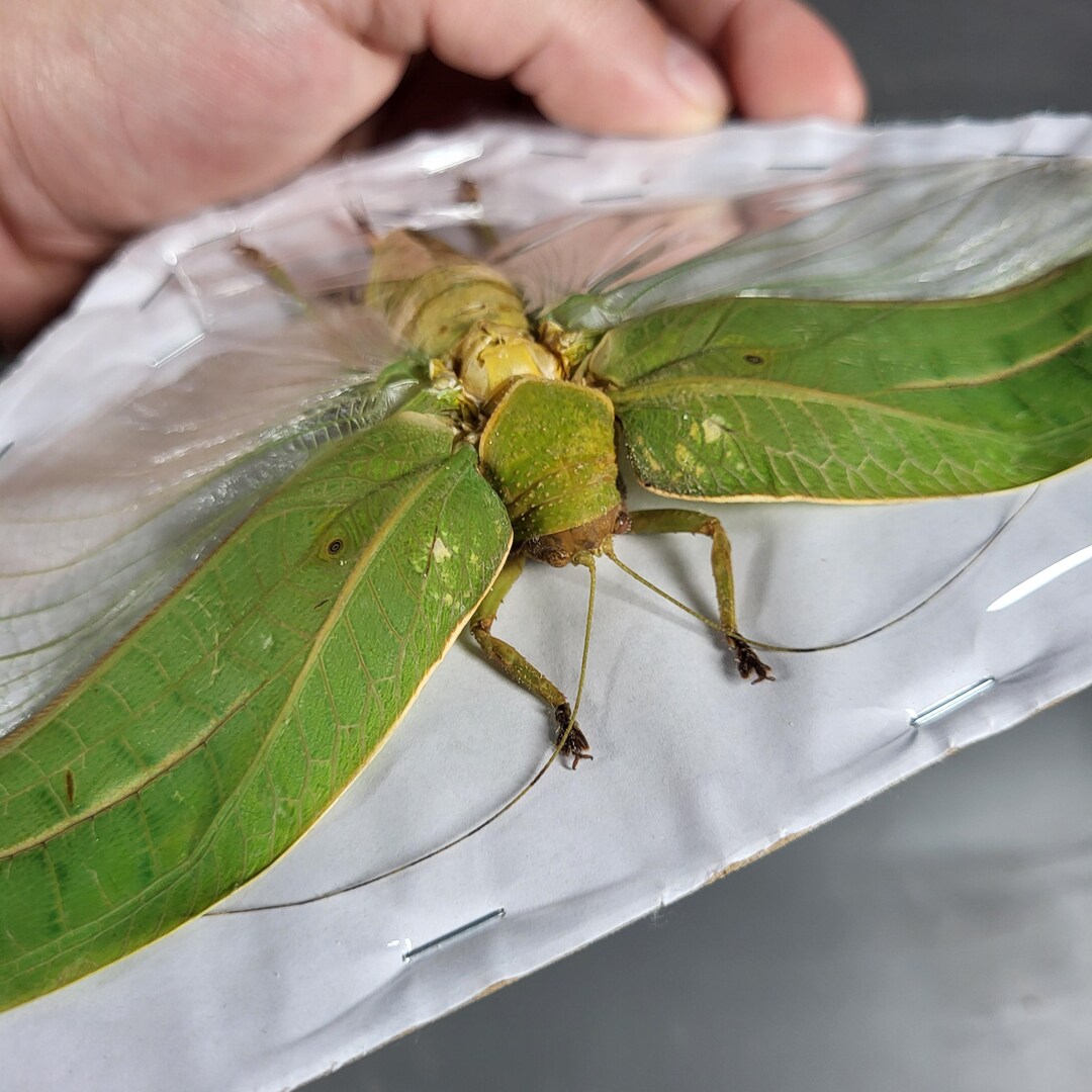 Real Unmounted Giant Katydid Pseudophyllus Neriifolius Female, 16 Cm ...