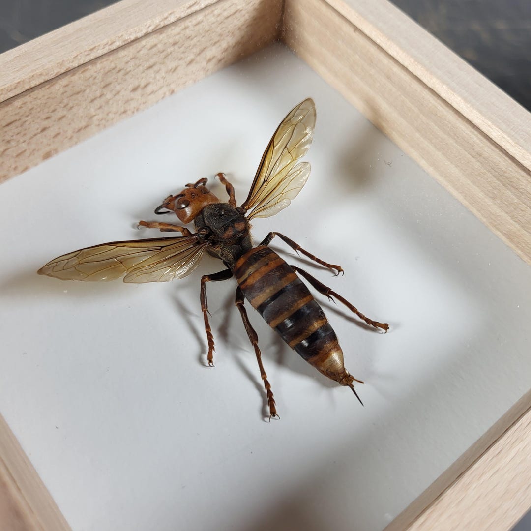 Real Mounted Giant Asian Hornet Vespa Mandarinia QUEEN HUGE A1 - Etsy
