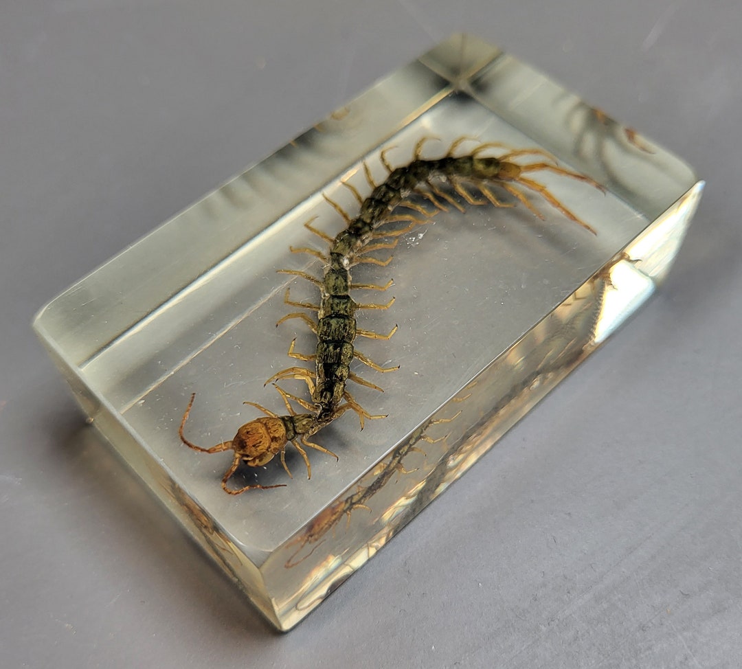 Taxidermy Real Insects and Arachnids CENTIPEDE - Etsy