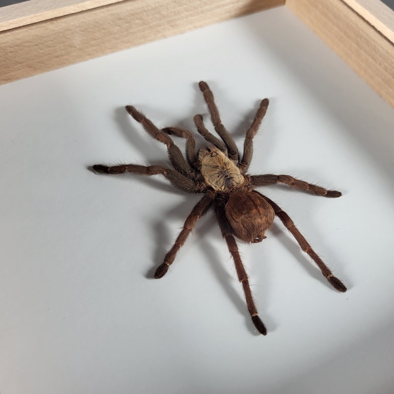 Real Mounted Tarantula Cyriopagopus Sp. Bach Ma Breeding - Etsy