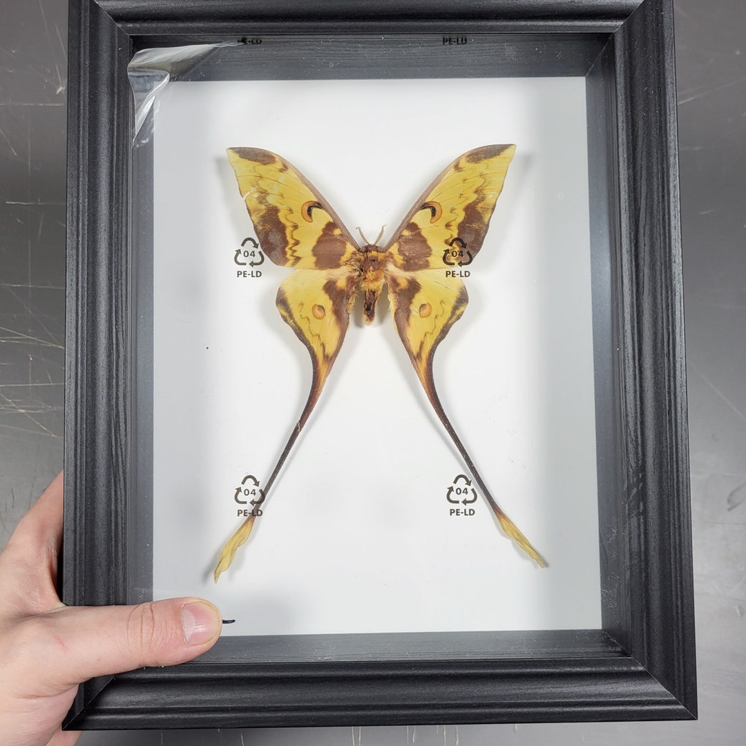 Real Mounted Malaysian Moon Moth Actias Maenas MALE - Etsy