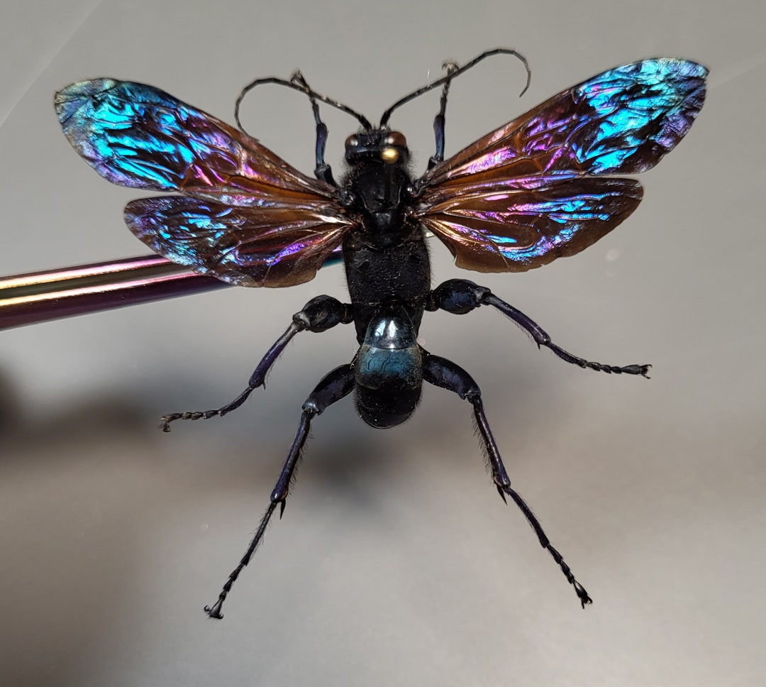 Real Mounted Metallic Sphecidae Wasp From Vietnam AMAZING - Etsy