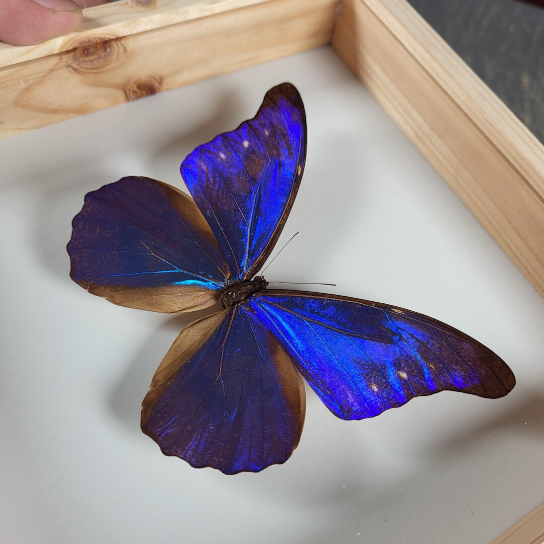 Real Mounted Morpho Rhetenor Cacica RARITY - Etsy