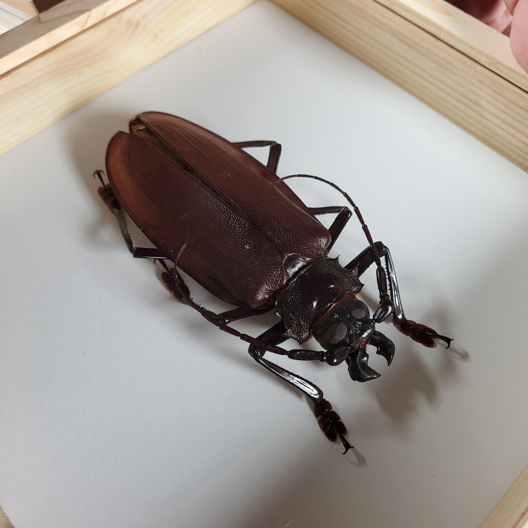 Real Mounted Titan Beetle Titanus Giganteus Male 114 Mm A1 - Etsy