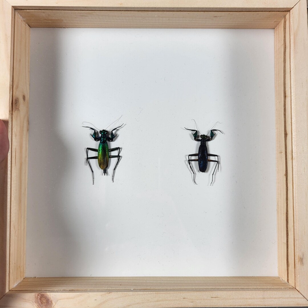 Real Mounted Rainbow Mantis Metallyticus Splendidus in Wooden Frame ...