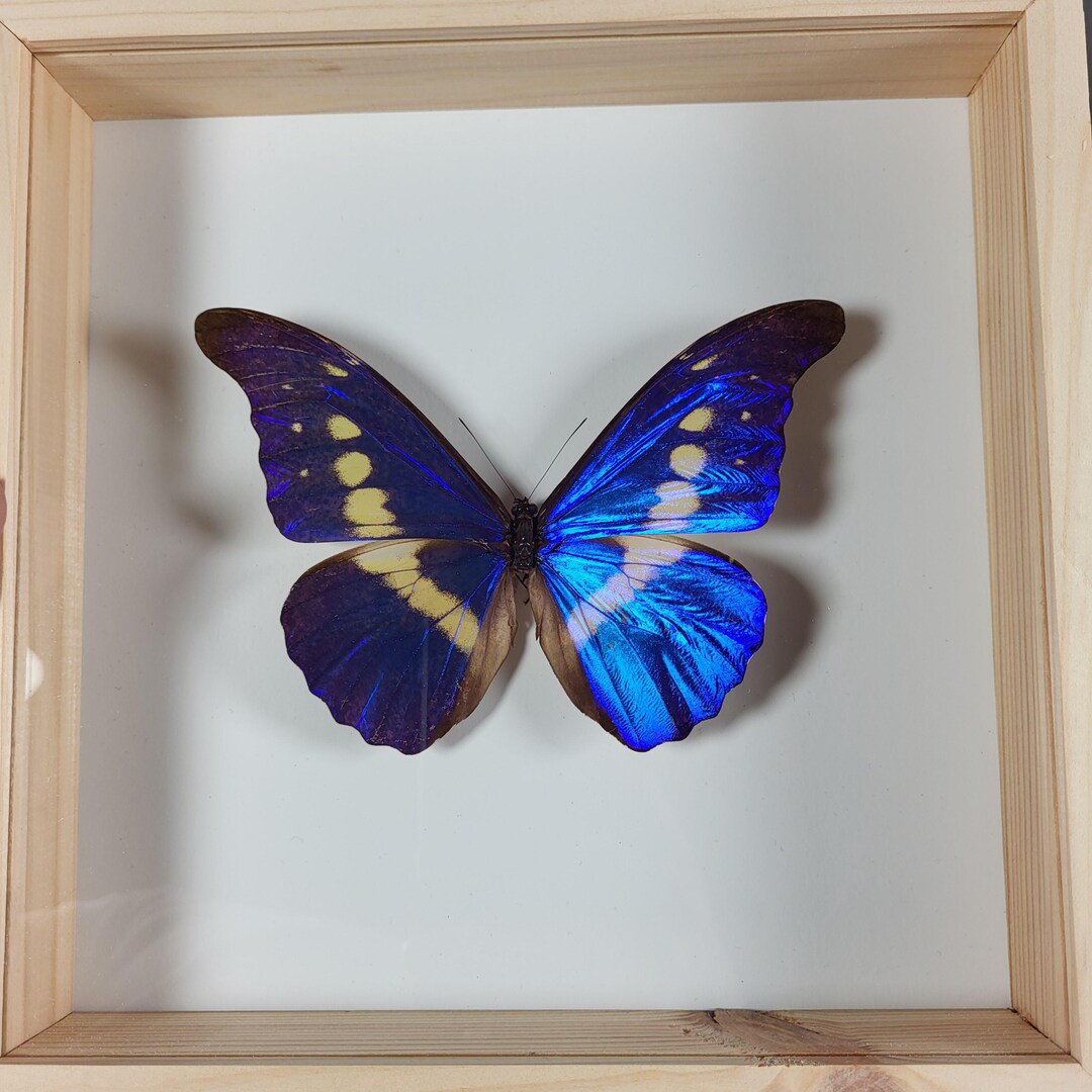 Real Mounted Butterfly Morpho Rhetenor Helena AMAZING, A1 - Etsy