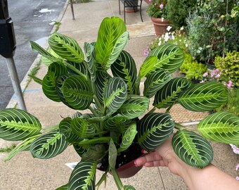 Maranta Lemon Lime - Etsy
