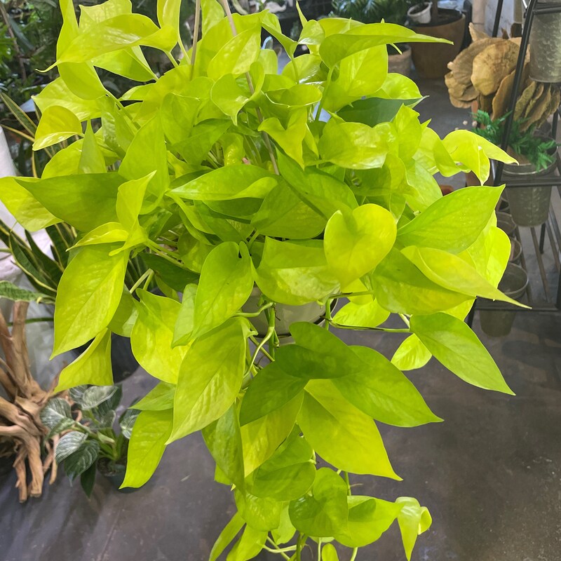 Neon Pothos - Etsy