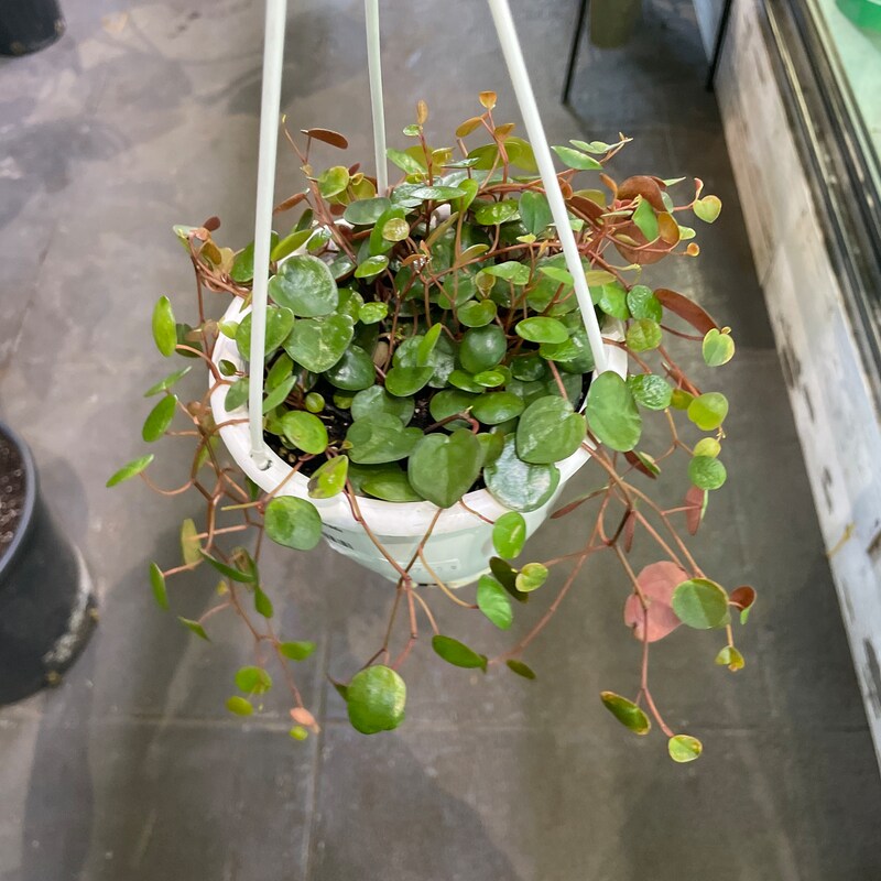 Peperomia Ruby Cascade - Etsy