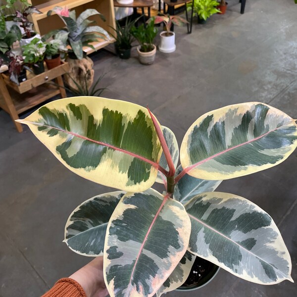 Ficus Elastica "tineke" - Etsy