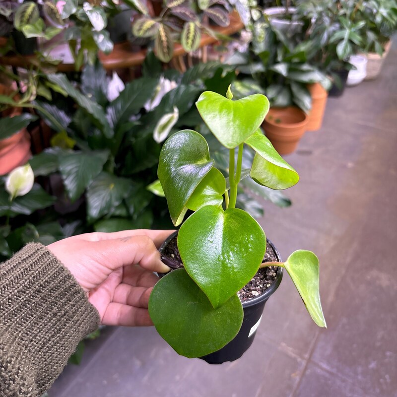 Peperomia - Etsy