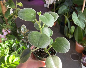 Peperomia Incana Felted Pepperface 3 Pot Grower's Choice - Etsy