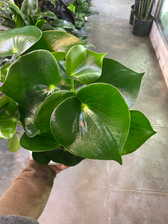 Raindrop Peperomia/ Peperomia Polybotrya 6 | Etsy