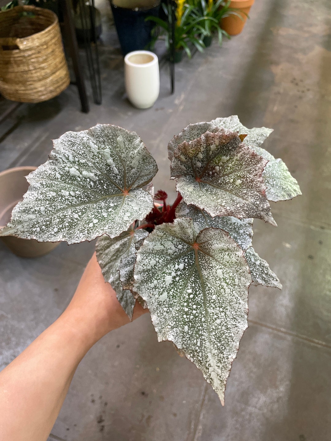 Begonia shadow King Cool White 4 - Etsy