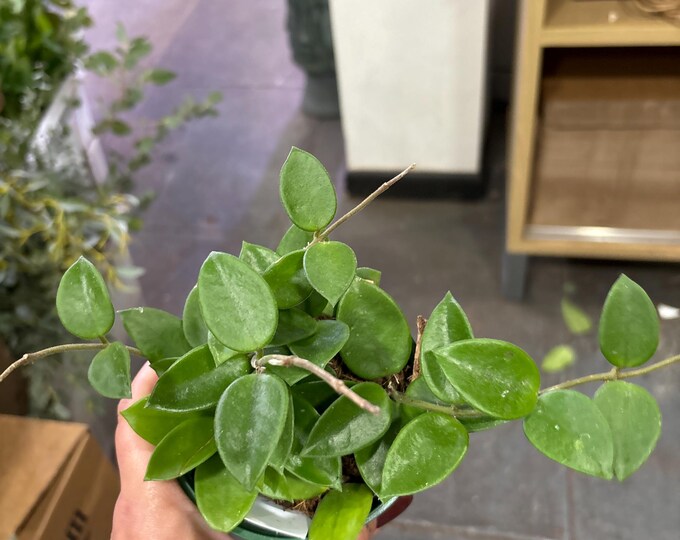 Hoya Surigaoensis FRAGRANT Houseplant in 4" Pot Free Shipping #3 - Etsy
