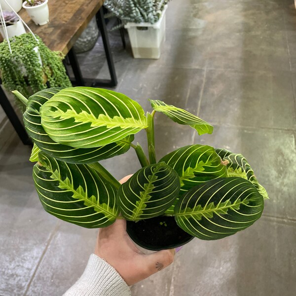 Maranta Lemon Lime - Etsy
