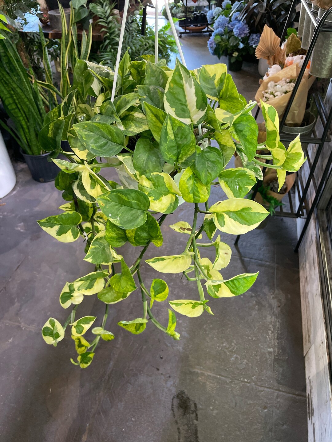Pothos Lizard Queen 6 Hanging Basket - Etsy