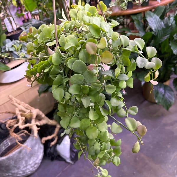 String of Nickels - Etsy