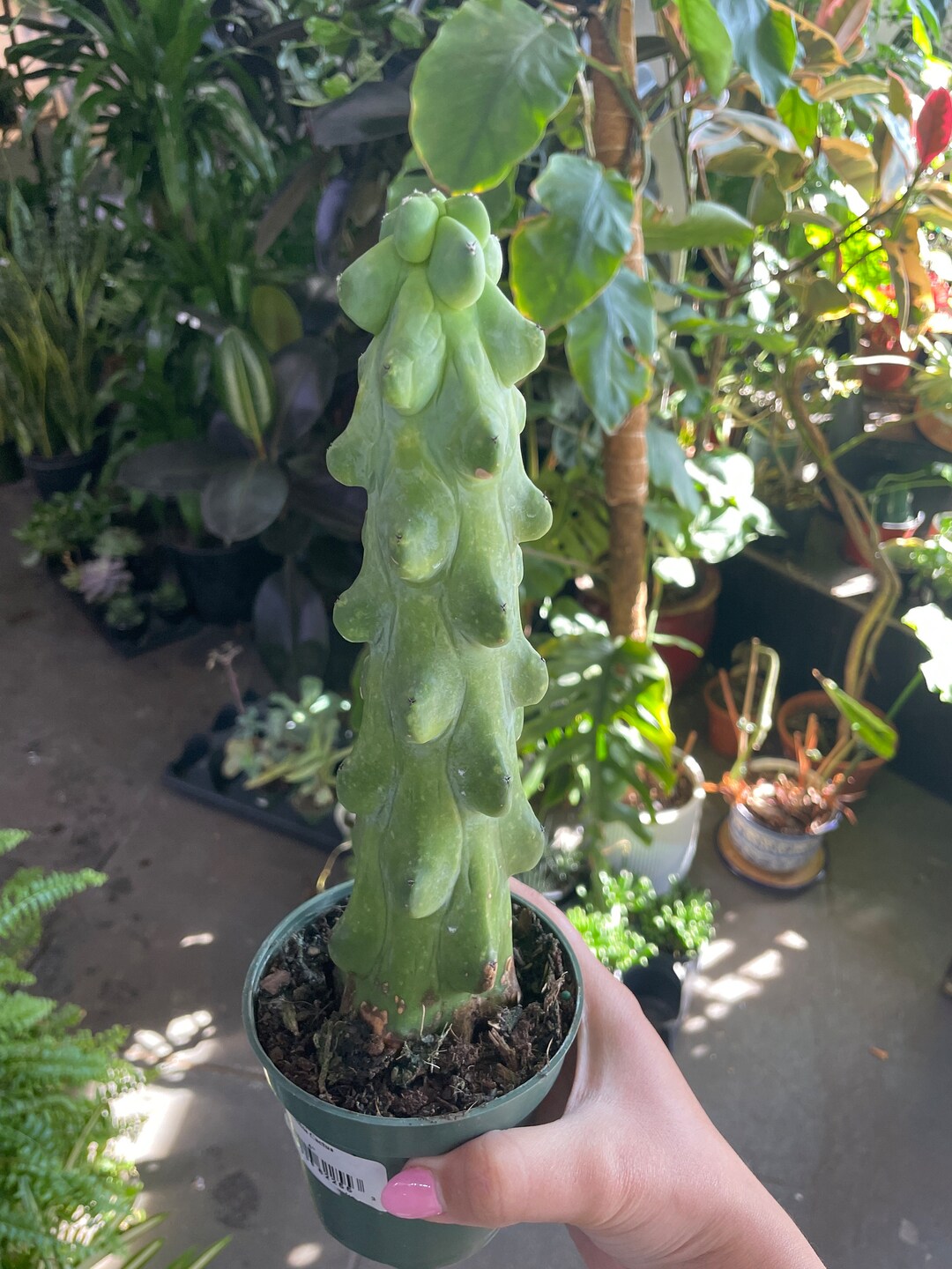 Boobie Cactus 4 Pot - Etsy