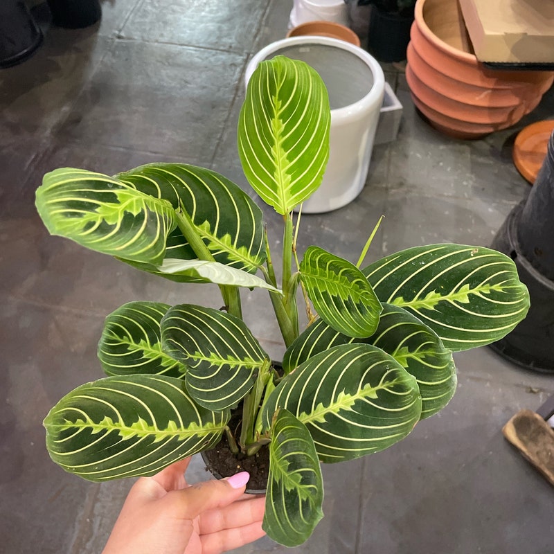 Maranta Lemon Lime - Etsy