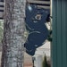 Bear Cub Climbing Etsy