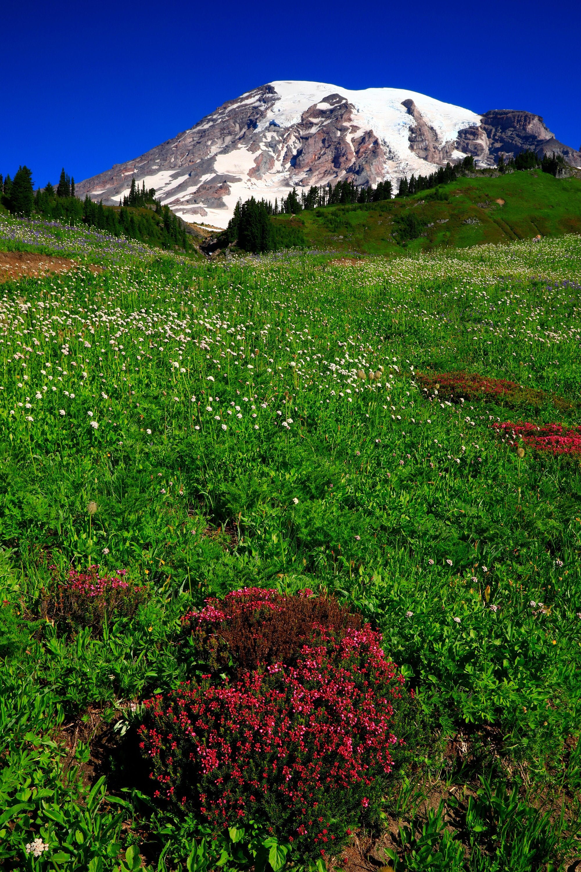 Mt Rainier wildflowers. Photo taken in August during the peak | Etsy