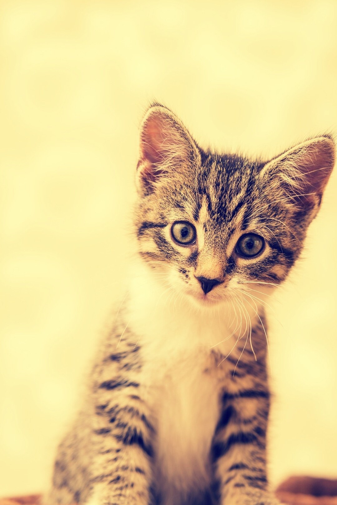 Tony the Cat Now for You - Etsy