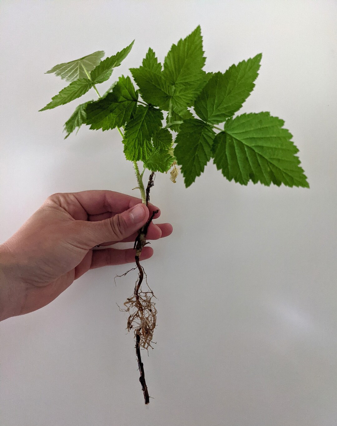 Bare Root Raspberry Starts (pre-order - Ships Spring 2026) - Etsy