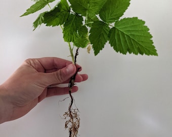 2 Raspberry Plants Joan J - Completely Thornless, Everbearing, High ...
