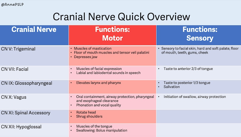 Cranial Nerve Exam Quick Reference Guide for Slps - Etsy