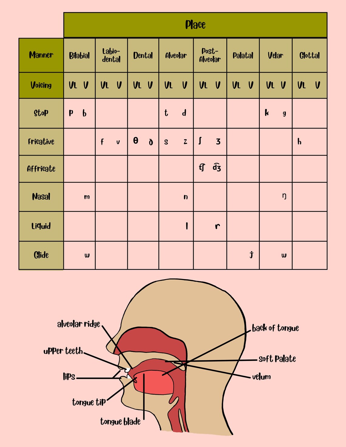 Eliciting Sounds Cheat Sheet for Speech Therapy- Consonants SLP - Etsy
