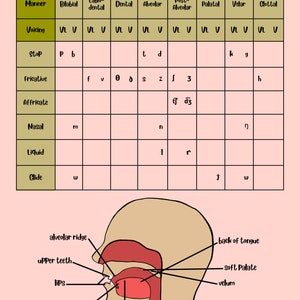 Eliciting Sounds Cheat Sheet for Speech Therapy- Consonants SLP - Etsy