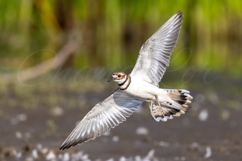 Killdeer in Flight 11x17 Wildlife Poster Print Wall Art Hanging Decor ...