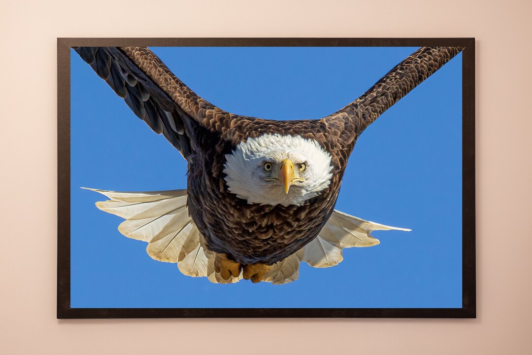 Bald Eagle Flyby 11x17 Wildlife Poster Wall Art Hanging Decor FRAMED ...