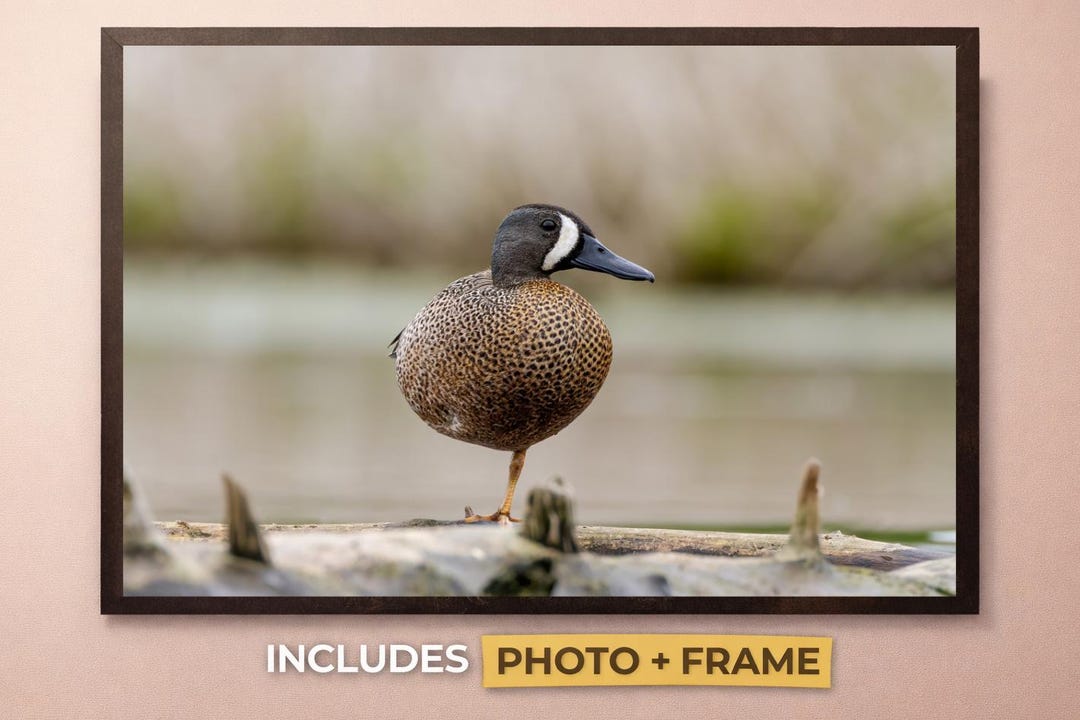 Blue-winged Teal Drake Portrait Print - Framed Wildlife Photo Wall Art ...
