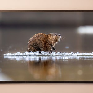 Muskrat on Ice 11x17 Wildlife Poster Print Wall Art Hanging Decor ...