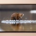 Muskrat on Ice 11x17 Wildlife Poster Print Wall Art Hanging Decor ...