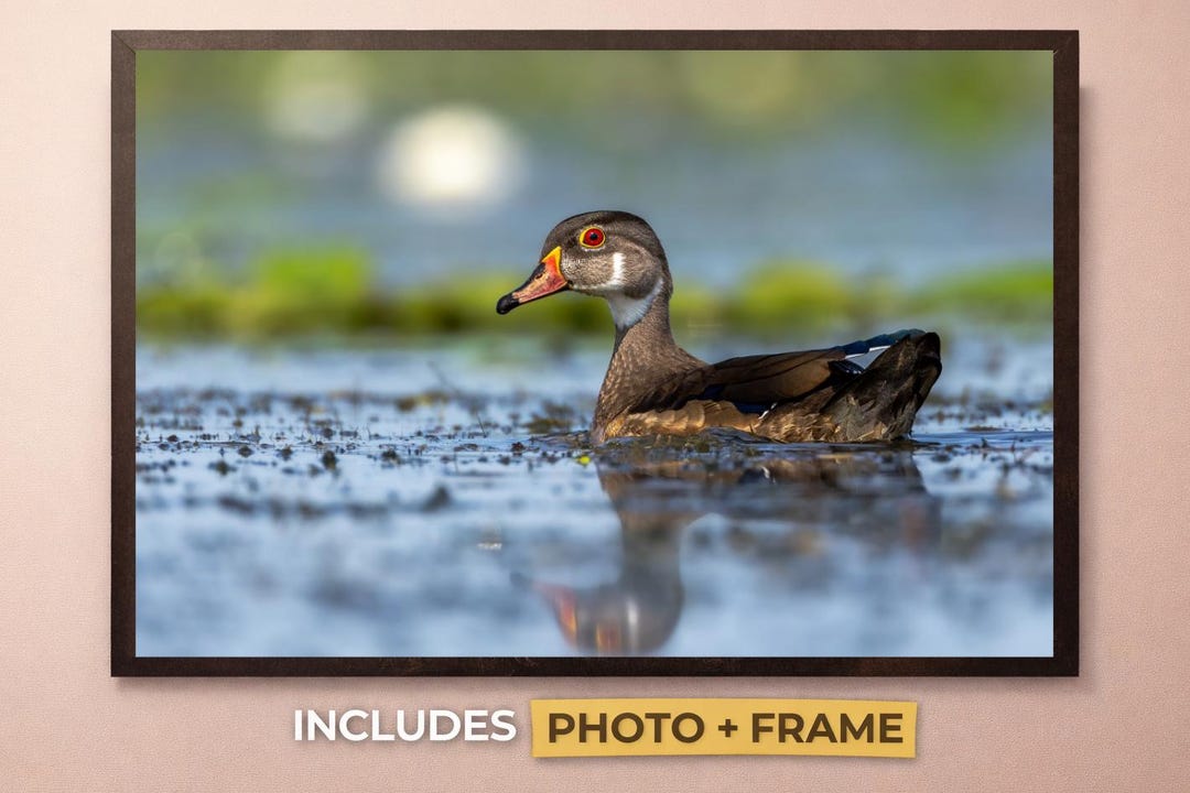 Wood Duck Portrait, Eclipse Plumage Print - Framed Wildlife Photo Wall ...